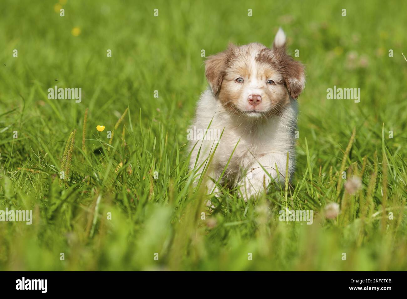 6 weeks old Australian Shepherd puppy Stock Photo - Alamy