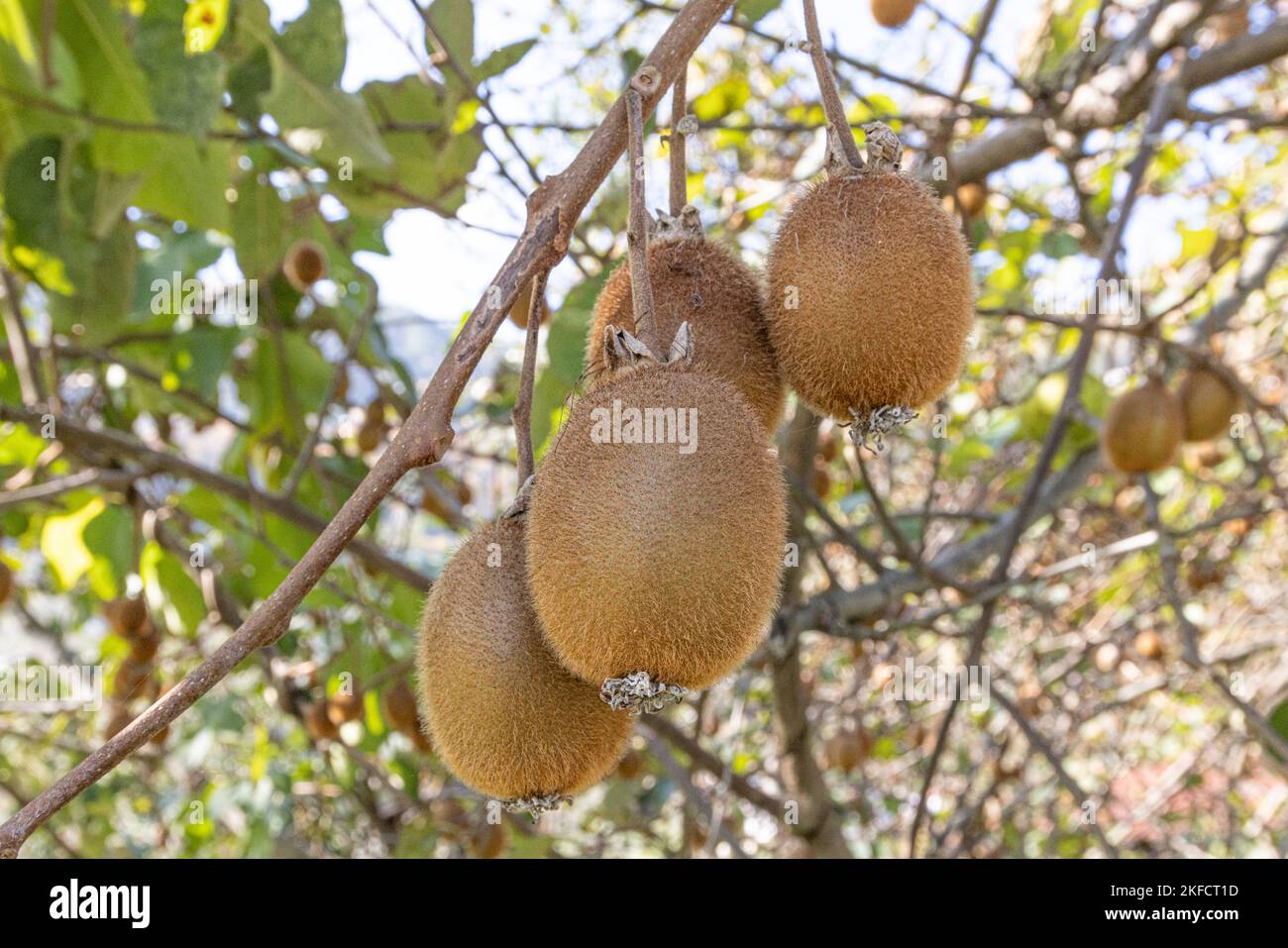 Kiwi on a kiwi tree plantation with with huge clusters of fruits. The ...