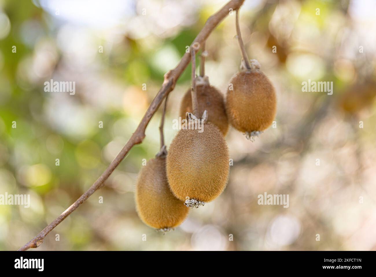 Kiwi on a kiwi tree plantation with with huge clusters of fruits. The ...