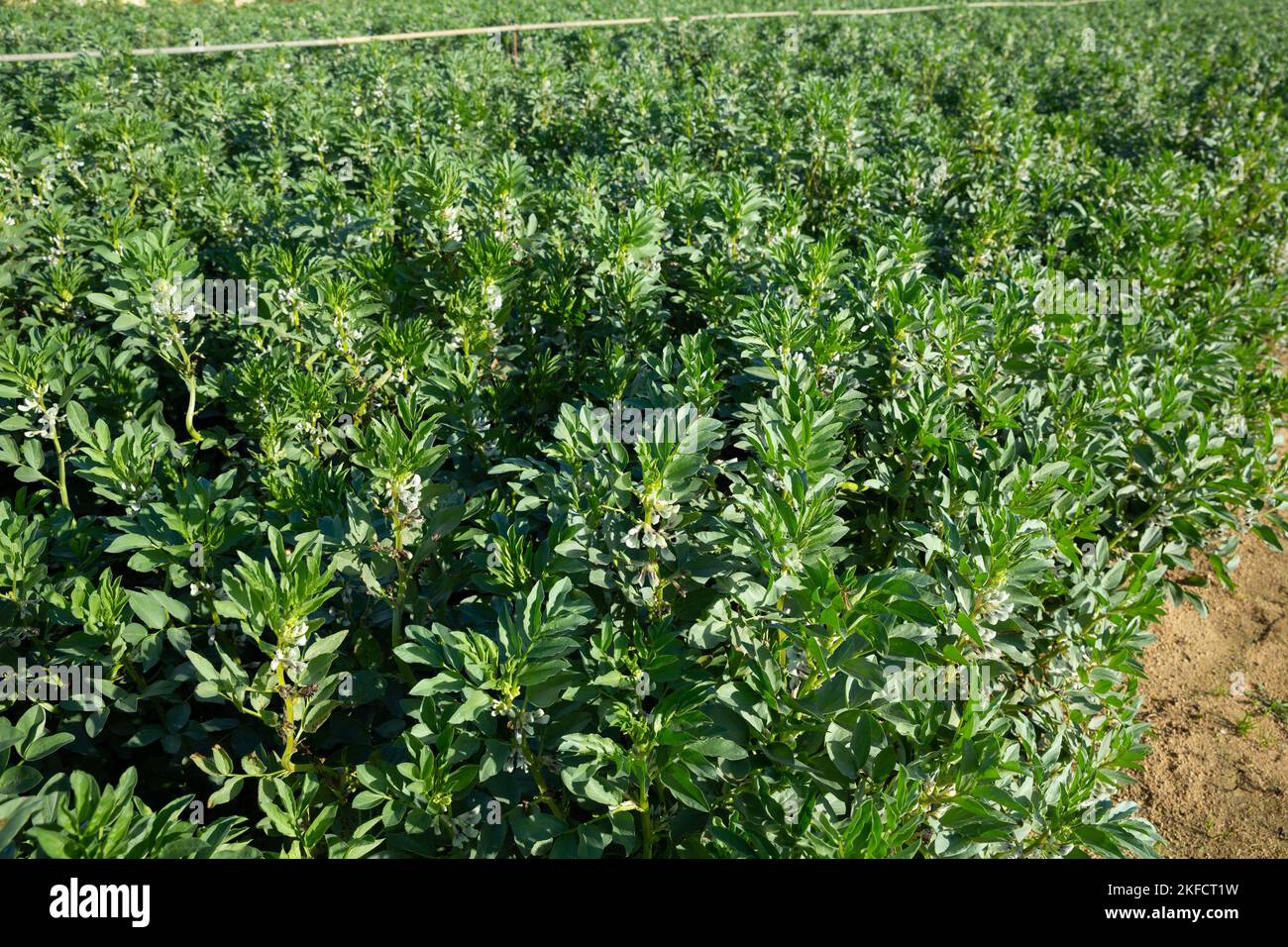 Harvesting faba beans hi-res stock photography and images - Alamy