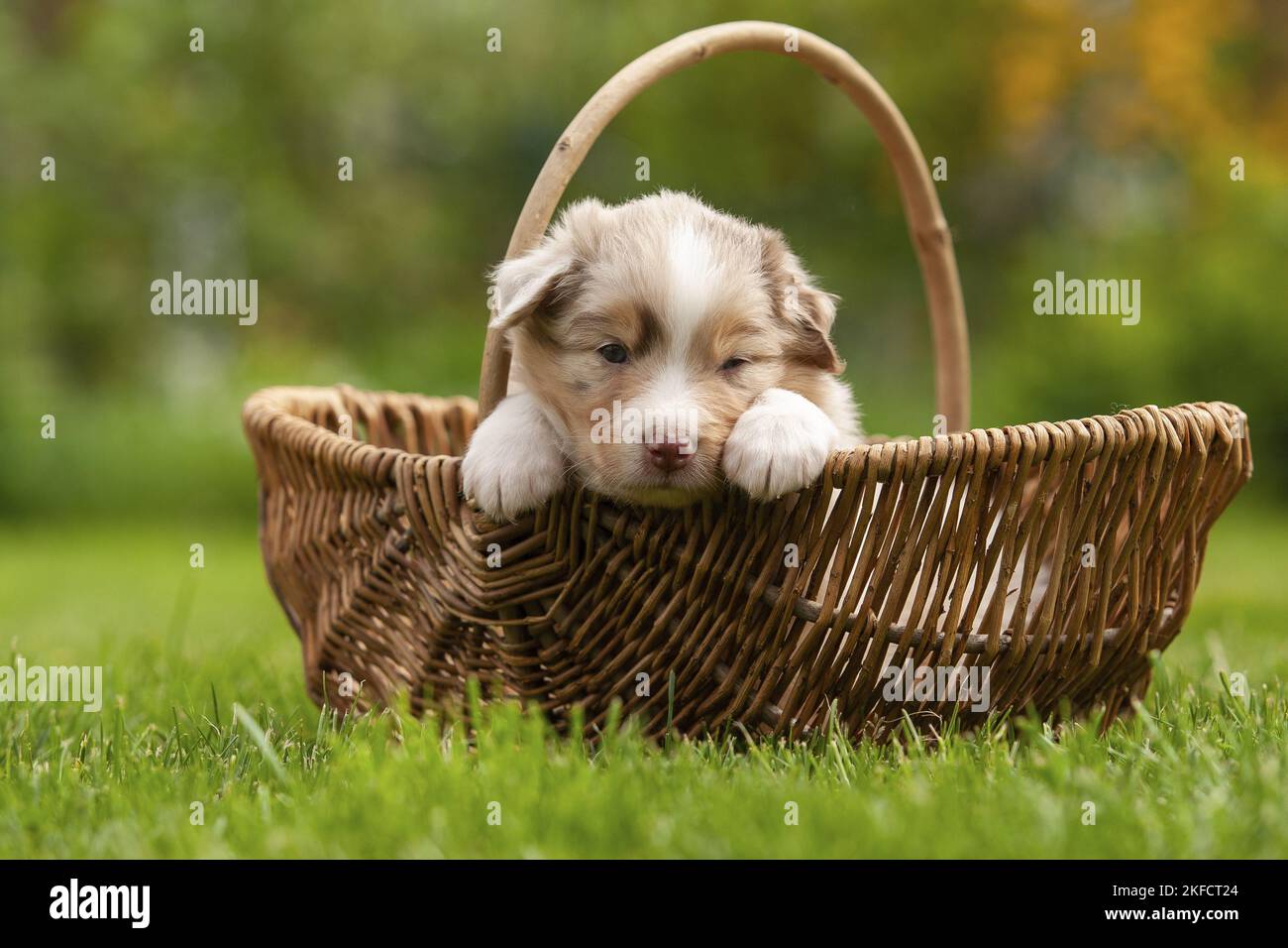 4 weeks old Australian Shepherd puppy Stock Photo - Alamy