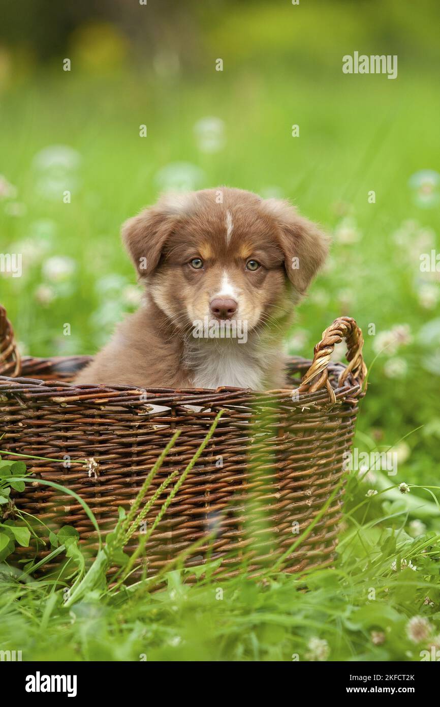 9 weeks old Australian Shepherd puppy Stock Photo - Alamy
