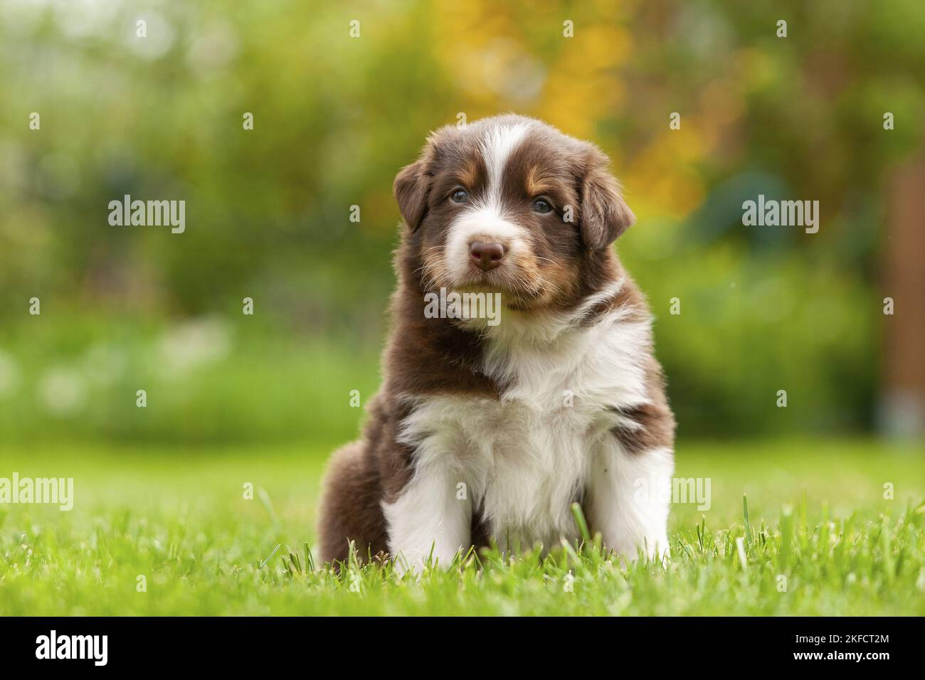4 weeks old Australian Shepherd puppy Stock Photo - Alamy