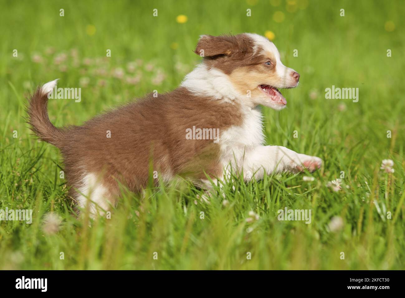 6 weeks old Australian Shepherd puppy Stock Photo - Alamy