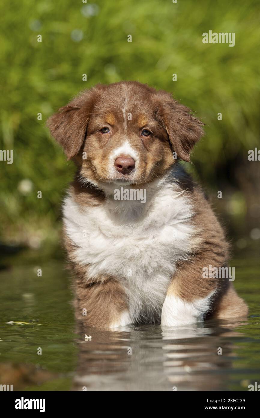 Australian shepherd puppy months old hi-res stock photography and ...