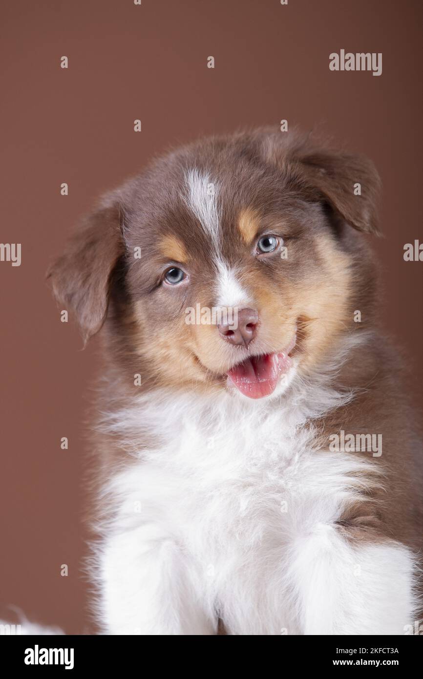 5 weeks old Australian Shepherd puppy Stock Photo - Alamy