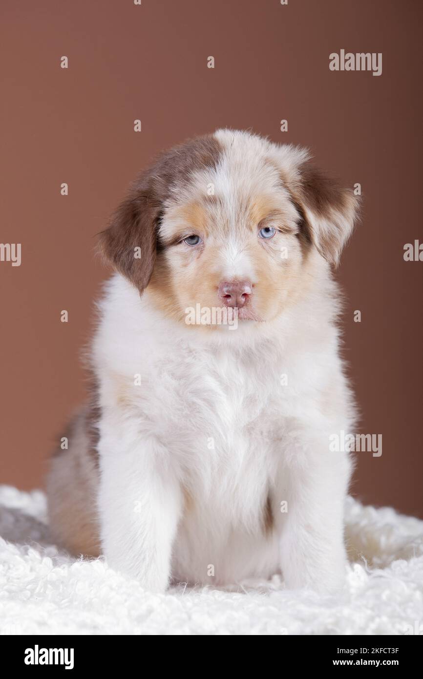 5 weeks old Australian Shepherd puppy Stock Photo - Alamy