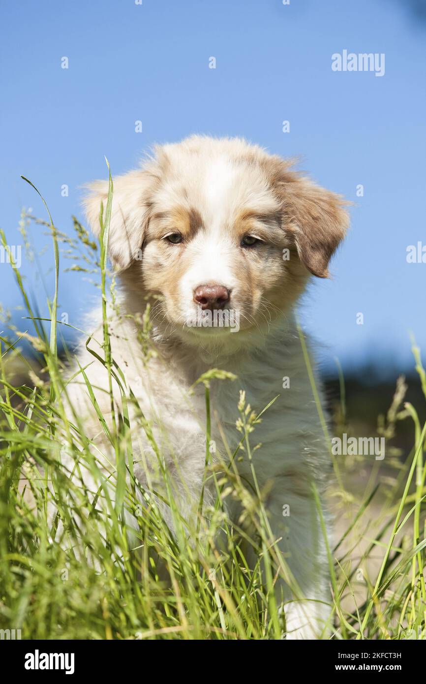 8 weeks old Australian Shepherd puppy Stock Photo - Alamy