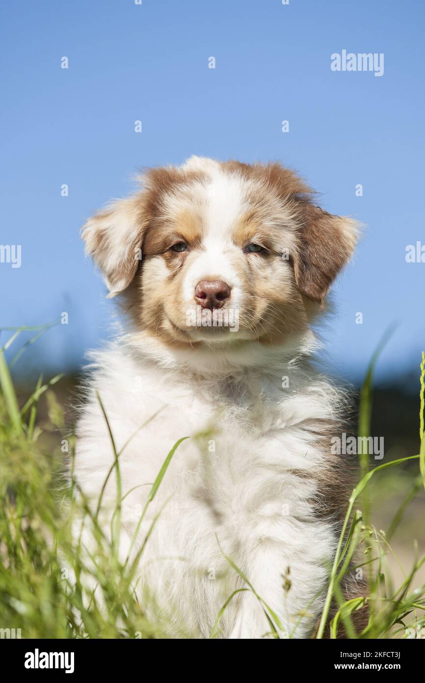 8 weeks old Australian Shepherd puppy Stock Photo - Alamy