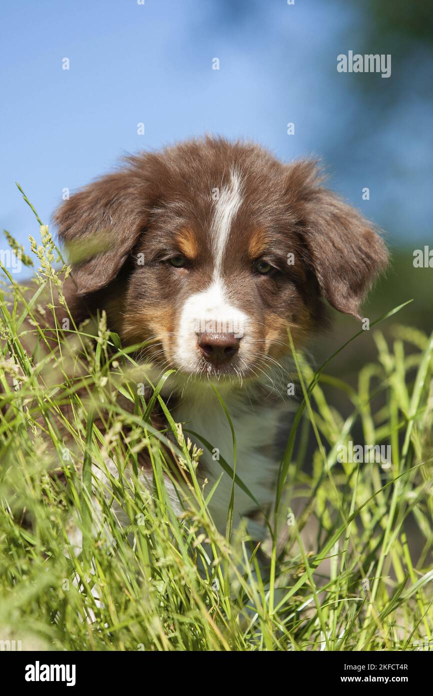 8 weeks old Australian Shepherd puppy Stock Photo - Alamy