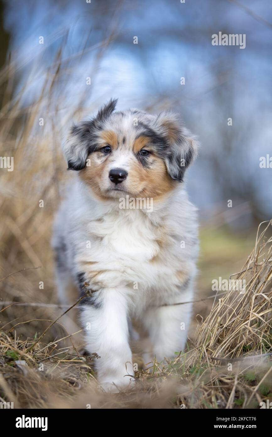 7 weeks old Australian Shepherd puppy Stock Photo - Alamy