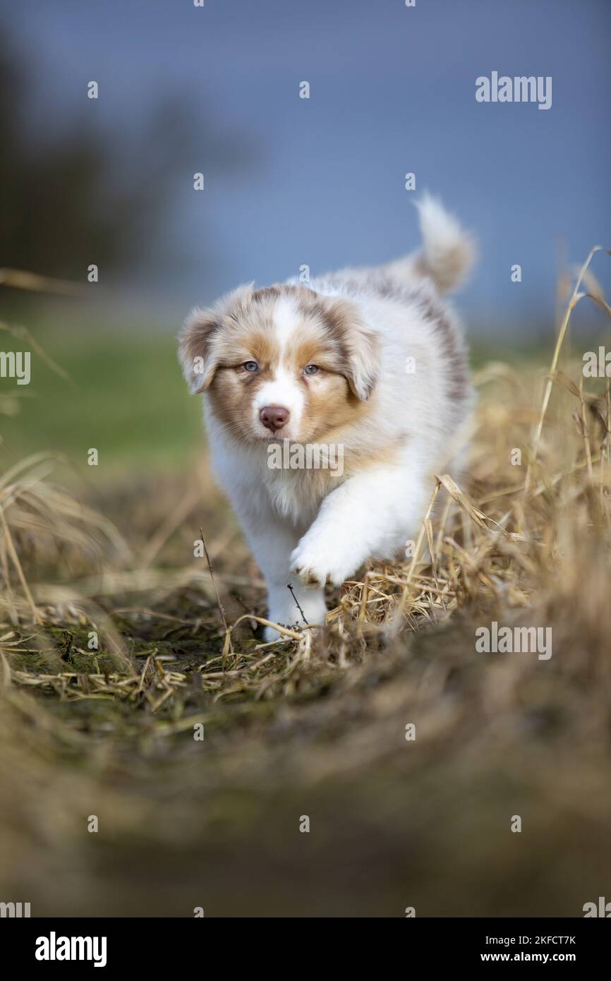 7 weeks old Australian Shepherd puppy Stock Photo - Alamy