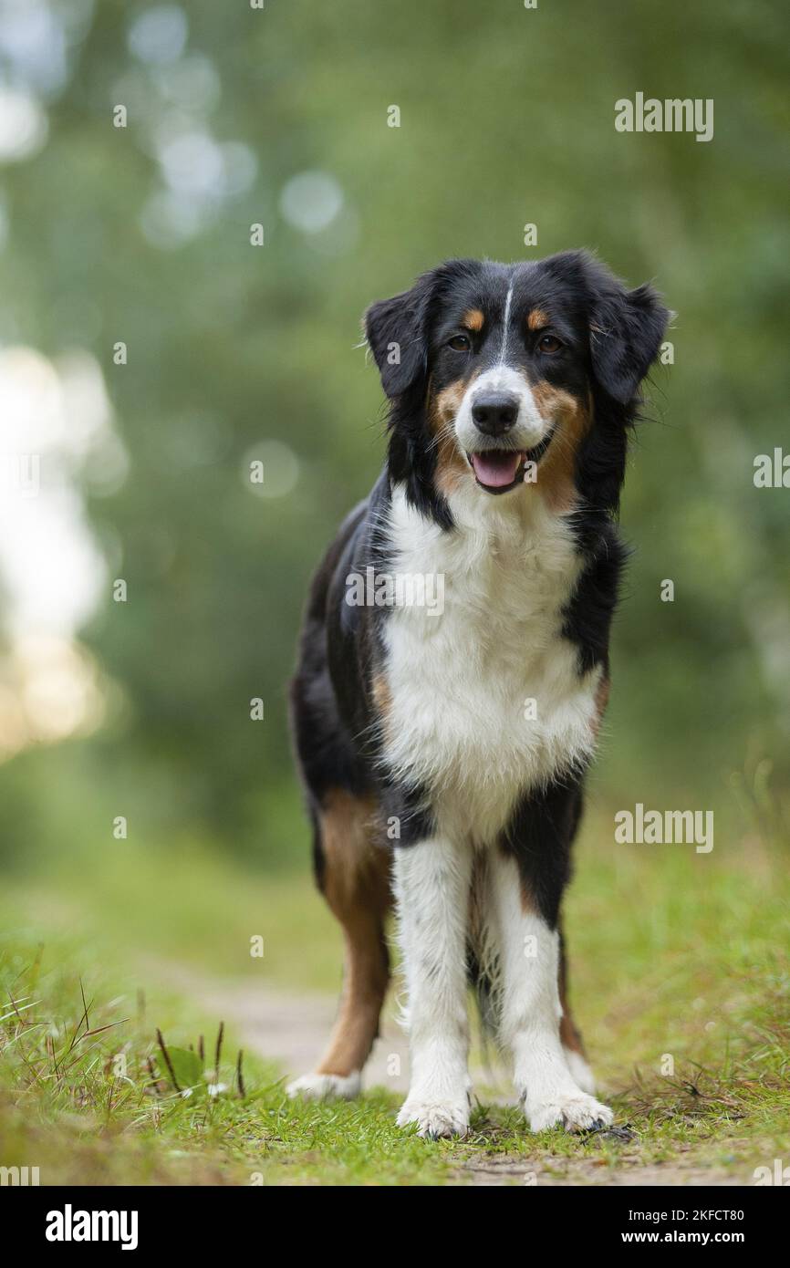 standing Australian Shepherd Stock Photo - Alamy