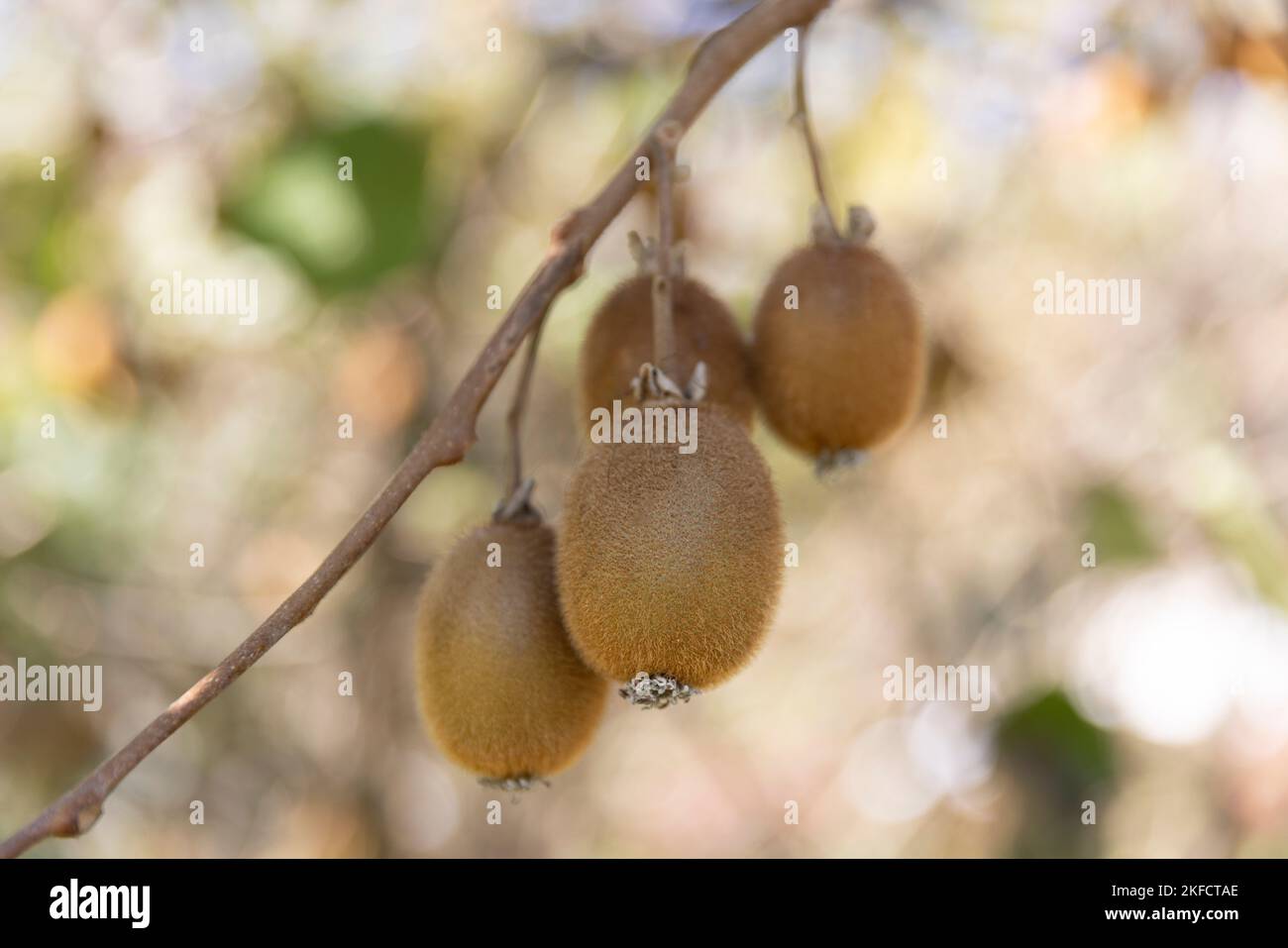 Kiwi on a kiwi tree plantation with with huge clusters of fruits. The ...