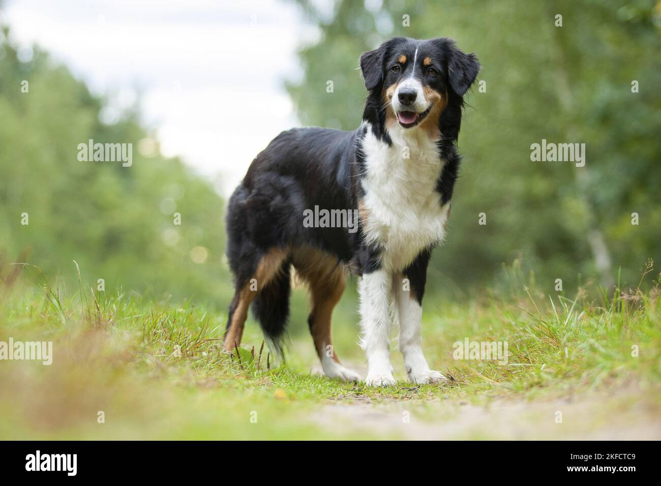 standing Australian Shepherd Stock Photo - Alamy
