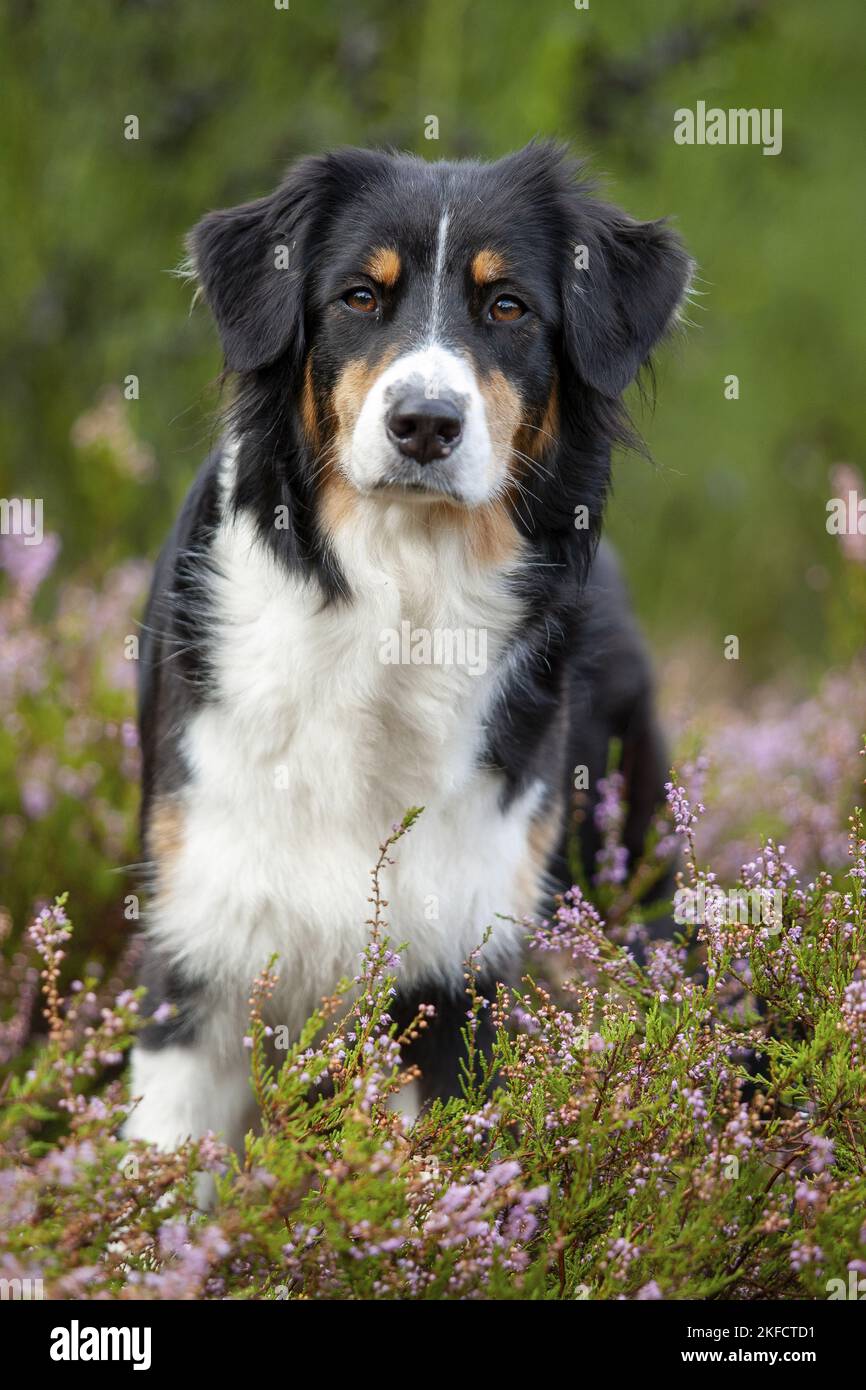 standing Australian Shepherd Stock Photo - Alamy