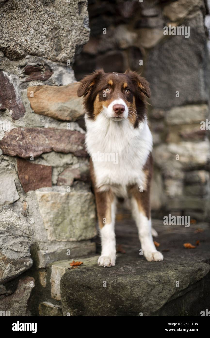 standing Australian Shepherd Stock Photo - Alamy