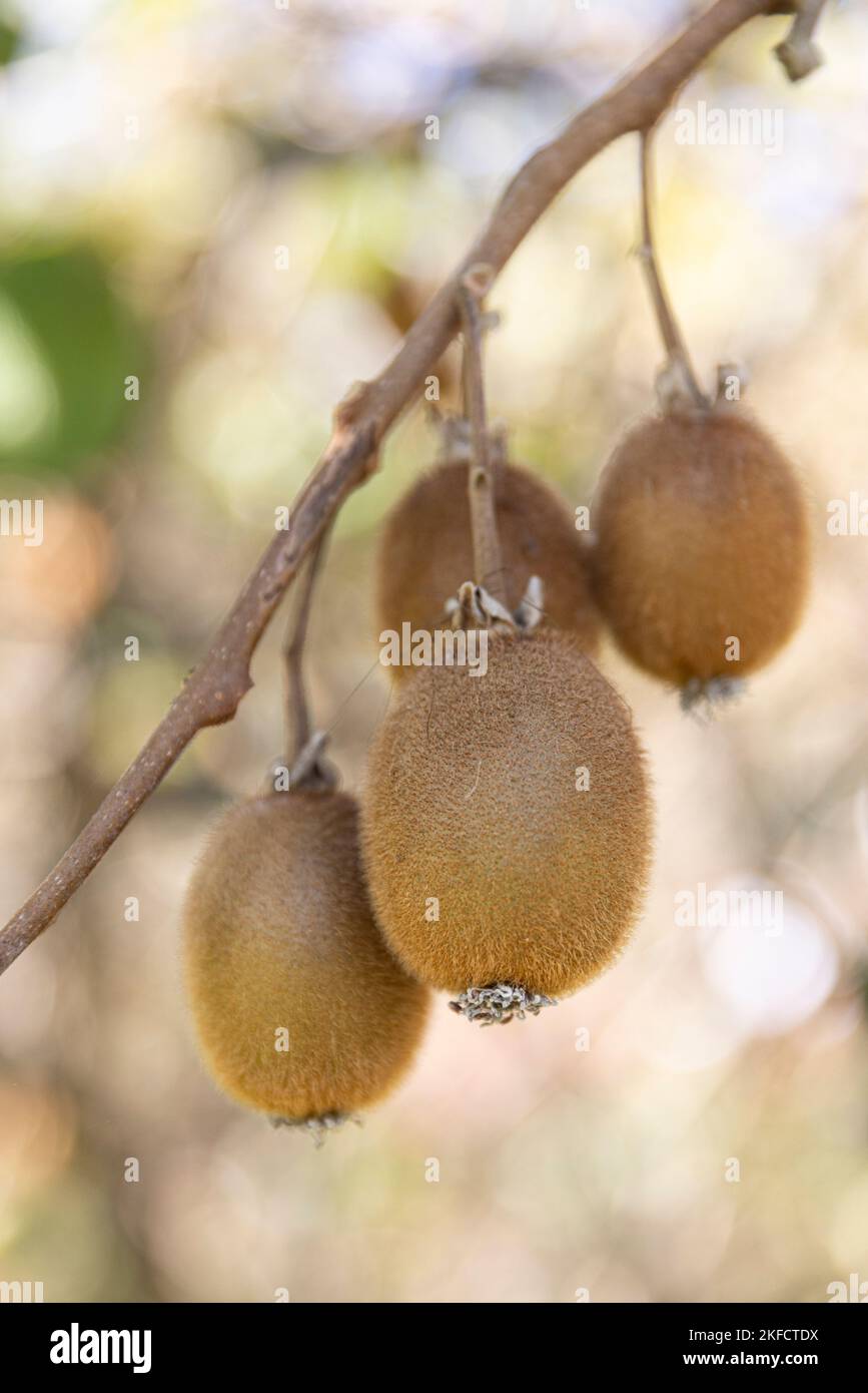 Kiwi on a kiwi tree plantation with with huge clusters of fruits. The ...