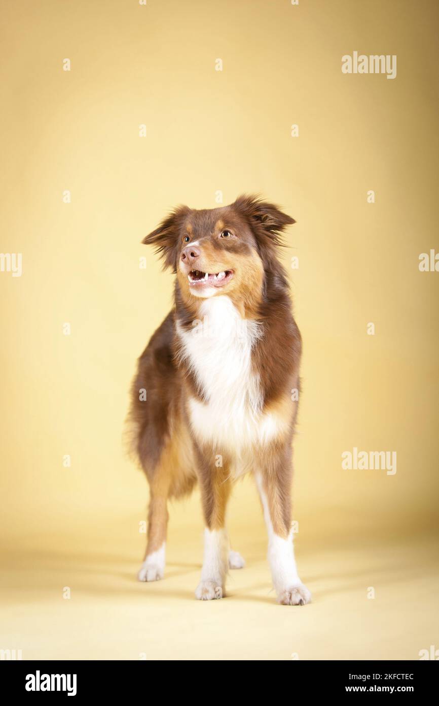 standing Australian Shepherd Stock Photo - Alamy