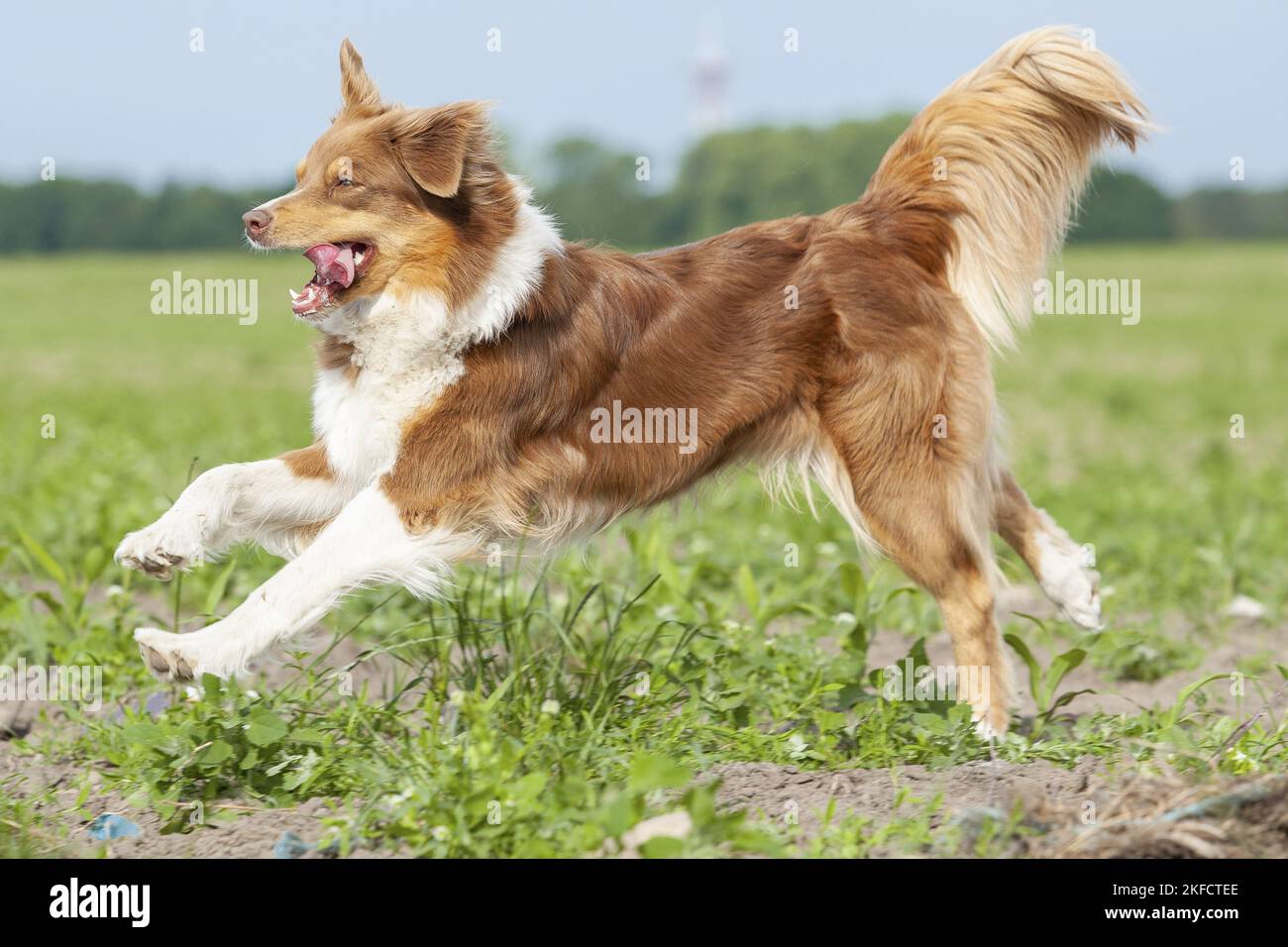 running Australian Shepherd Stock Photo - Alamy