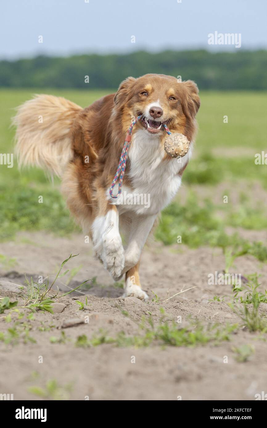 running Australian Shepherd Stock Photo - Alamy
