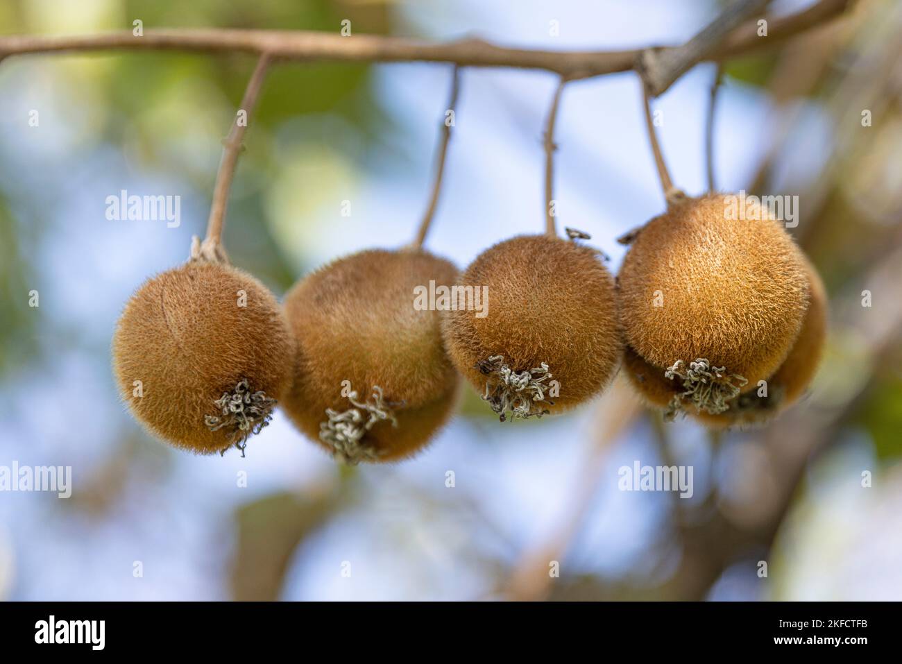 Kiwi on a kiwi tree plantation with with huge clusters of fruits. The ...