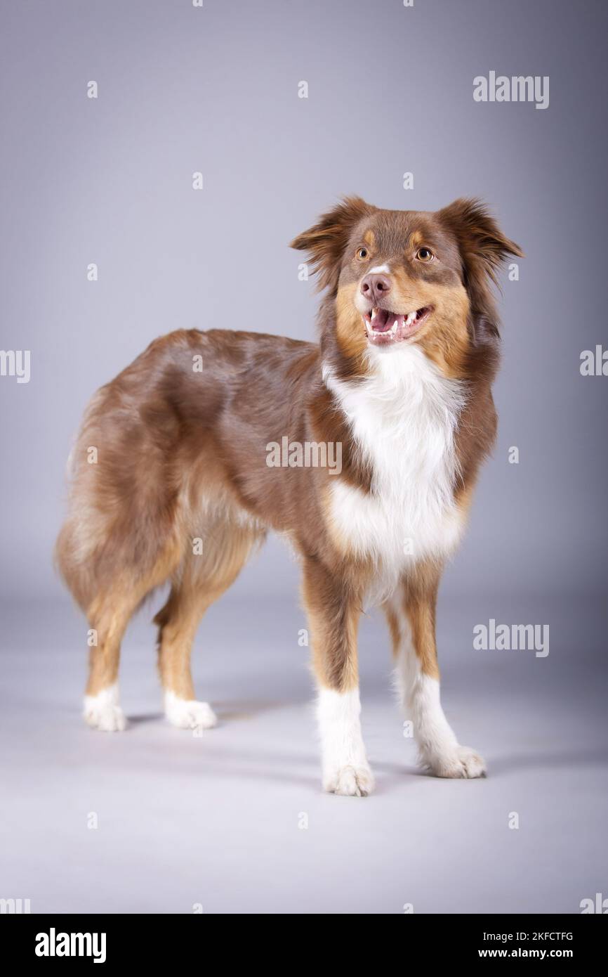 standing Australian Shepherd Stock Photo - Alamy