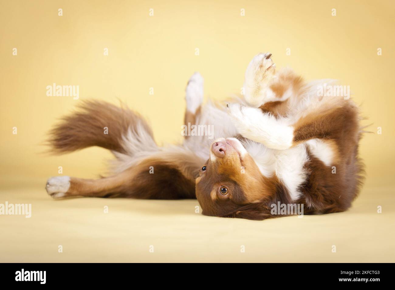 wallowing Australian Shepherd Stock Photo - Alamy