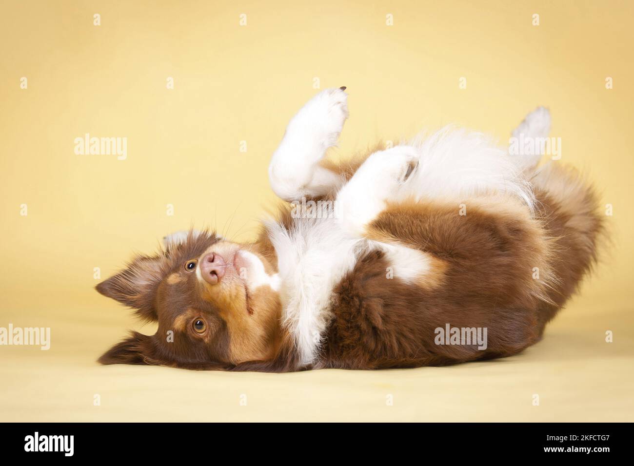 wallowing Australian Shepherd Stock Photo - Alamy