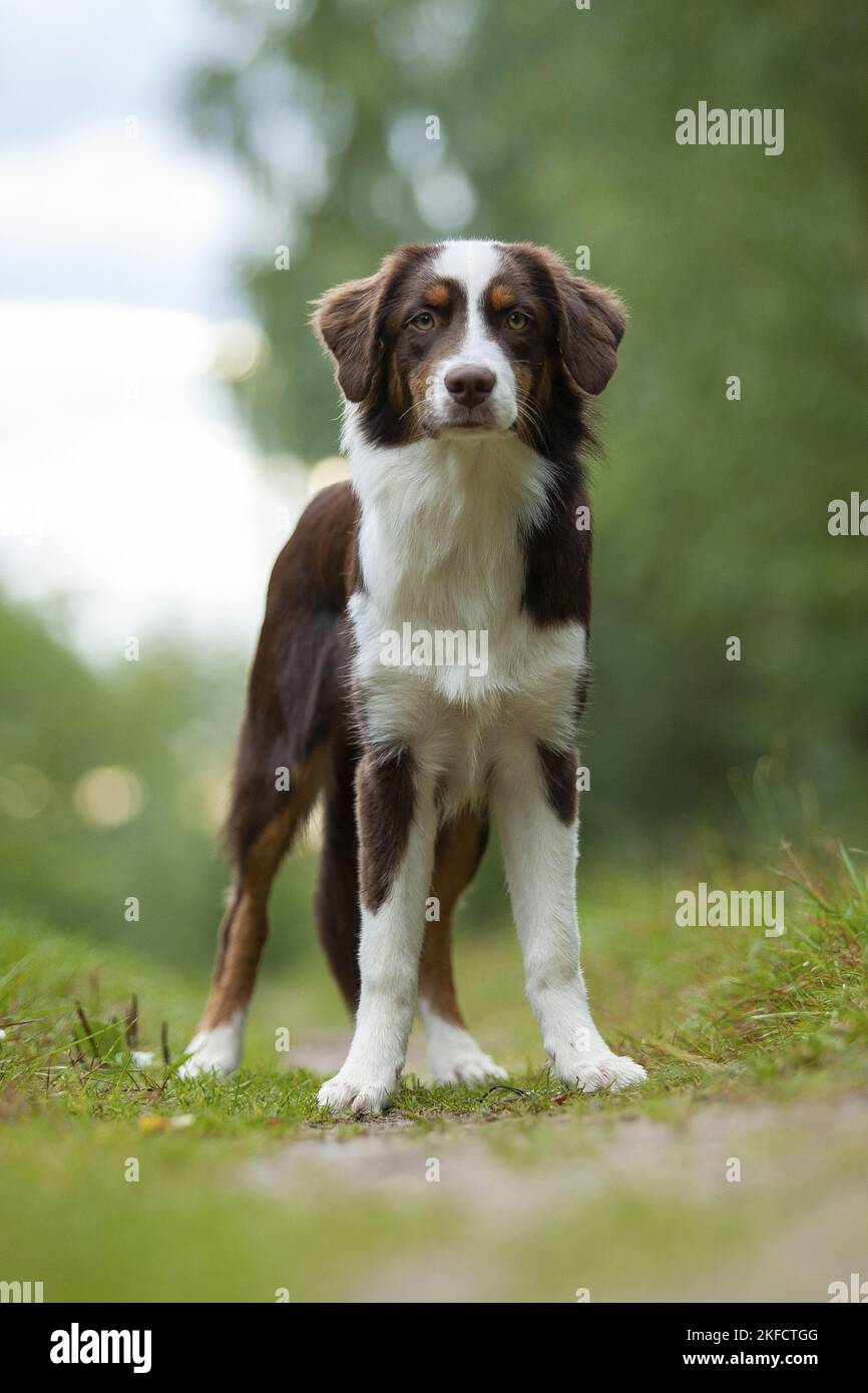standing Australian Shepherd Stock Photo - Alamy