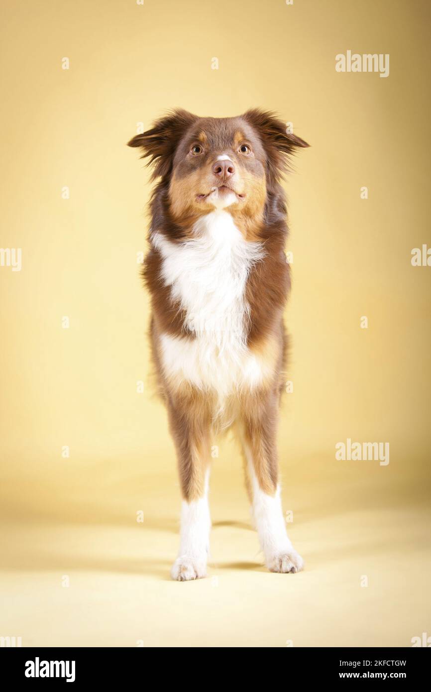 standing Australian Shepherd Stock Photo - Alamy