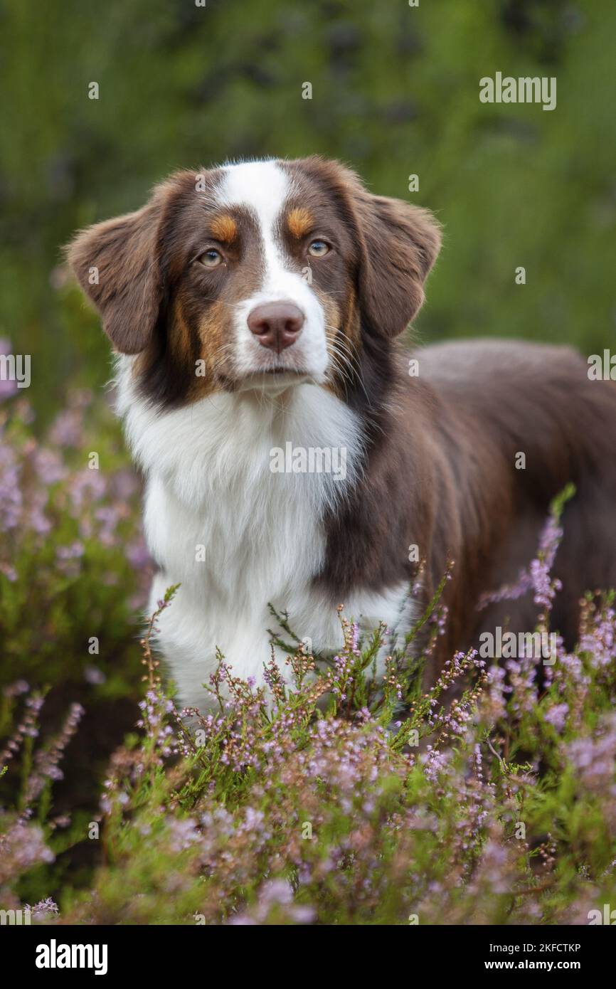standing Australian Shepherd Stock Photo - Alamy