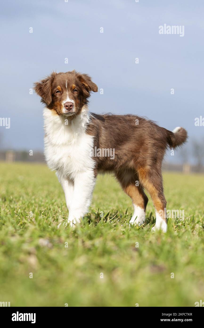 standing Australian Shepherd Stock Photo - Alamy