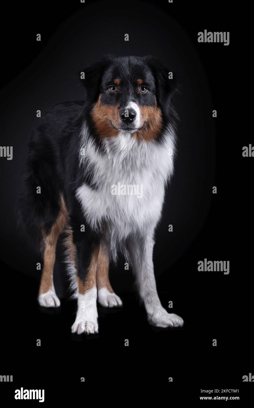 standing Australian Shepherd Stock Photo - Alamy