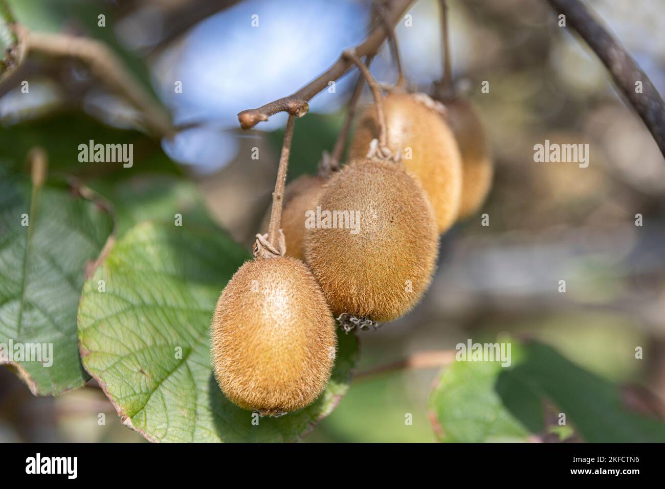 Kiwi on a kiwi tree plantation with with huge clusters of fruits. The ...