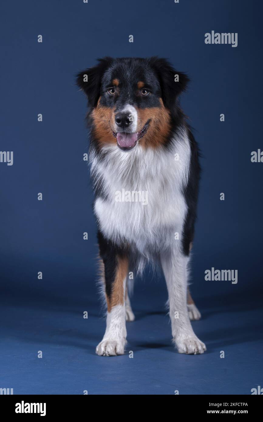 standing Australian Shepherd Stock Photo - Alamy