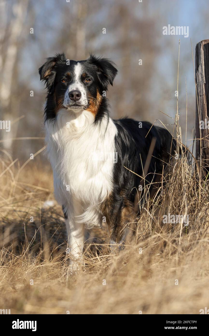 standing Australian Shepherd Stock Photo - Alamy