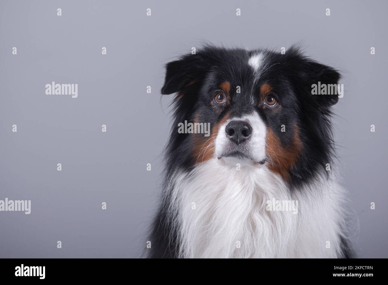 Australian Shepherd Portrait Stock Photo - Alamy