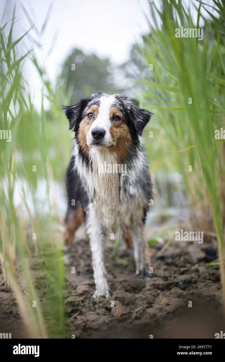 standing Australian Shepherd Stock Photo - Alamy
