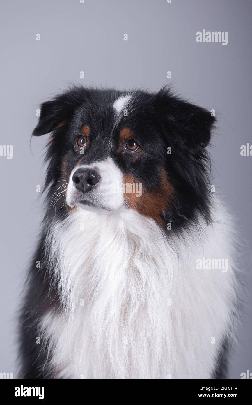 Australian Shepherd Portrait Stock Photo - Alamy