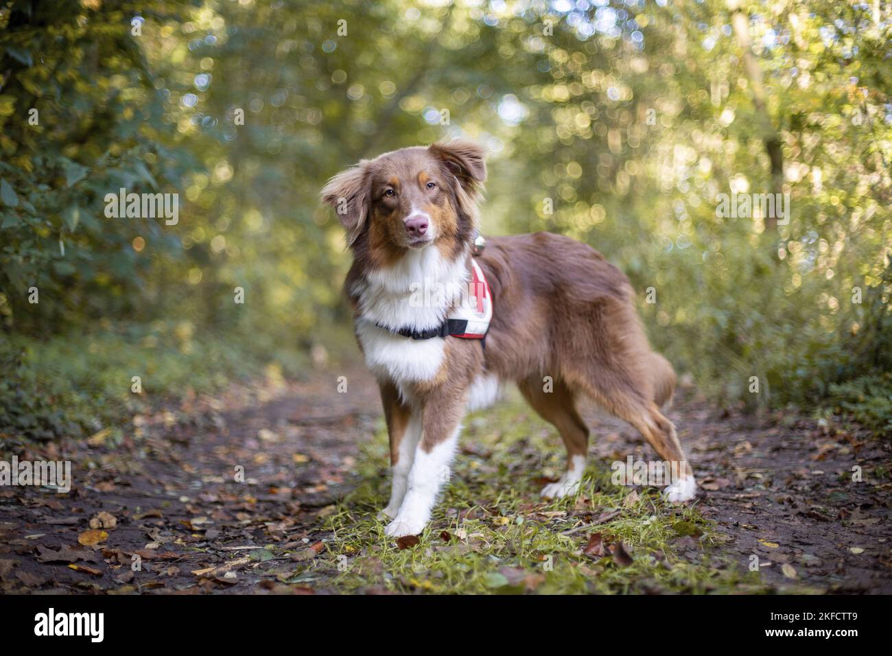 standing Australian Shepherd Stock Photo - Alamy