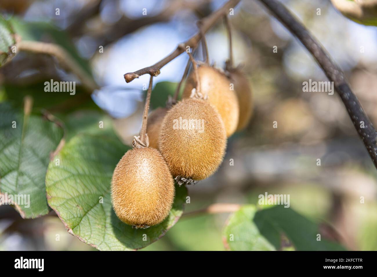 Kiwi on a kiwi tree plantation with with huge clusters of fruits. The ...