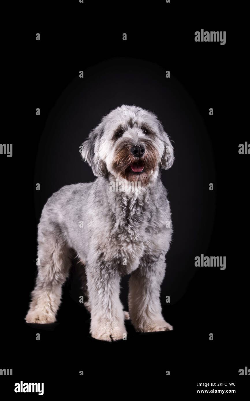 grey Labradoodle in front of black background Stock Photo - Alamy
