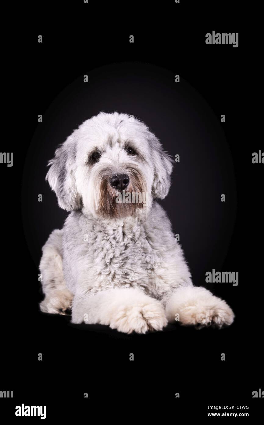 grey Labradoodle in front of black background Stock Photo - Alamy
