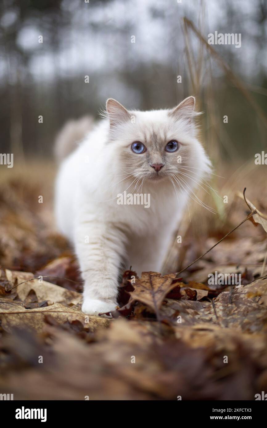 Ragdoll cat walks hi-res stock photography and images - Alamy