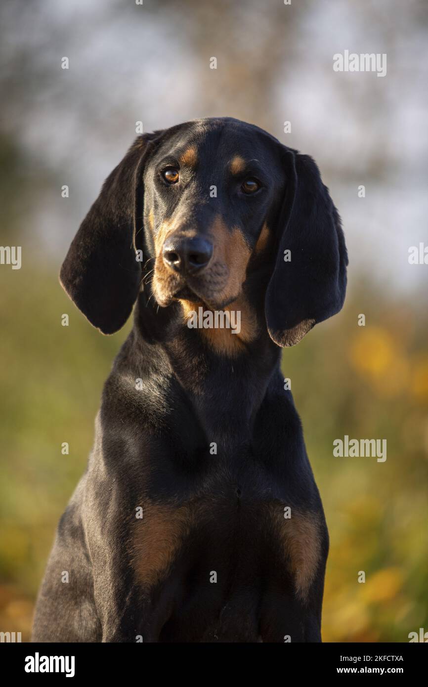 Black and tan coonhound hi-res stock photography and images - Alamy