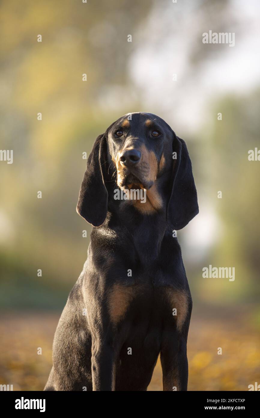Black tan coonhound hi-res stock photography and images - Alamy