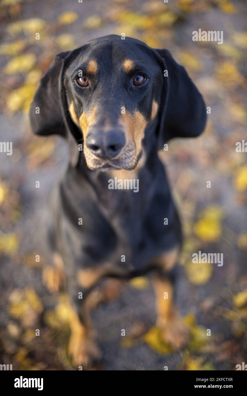 Coonhound Black And Tan Mix