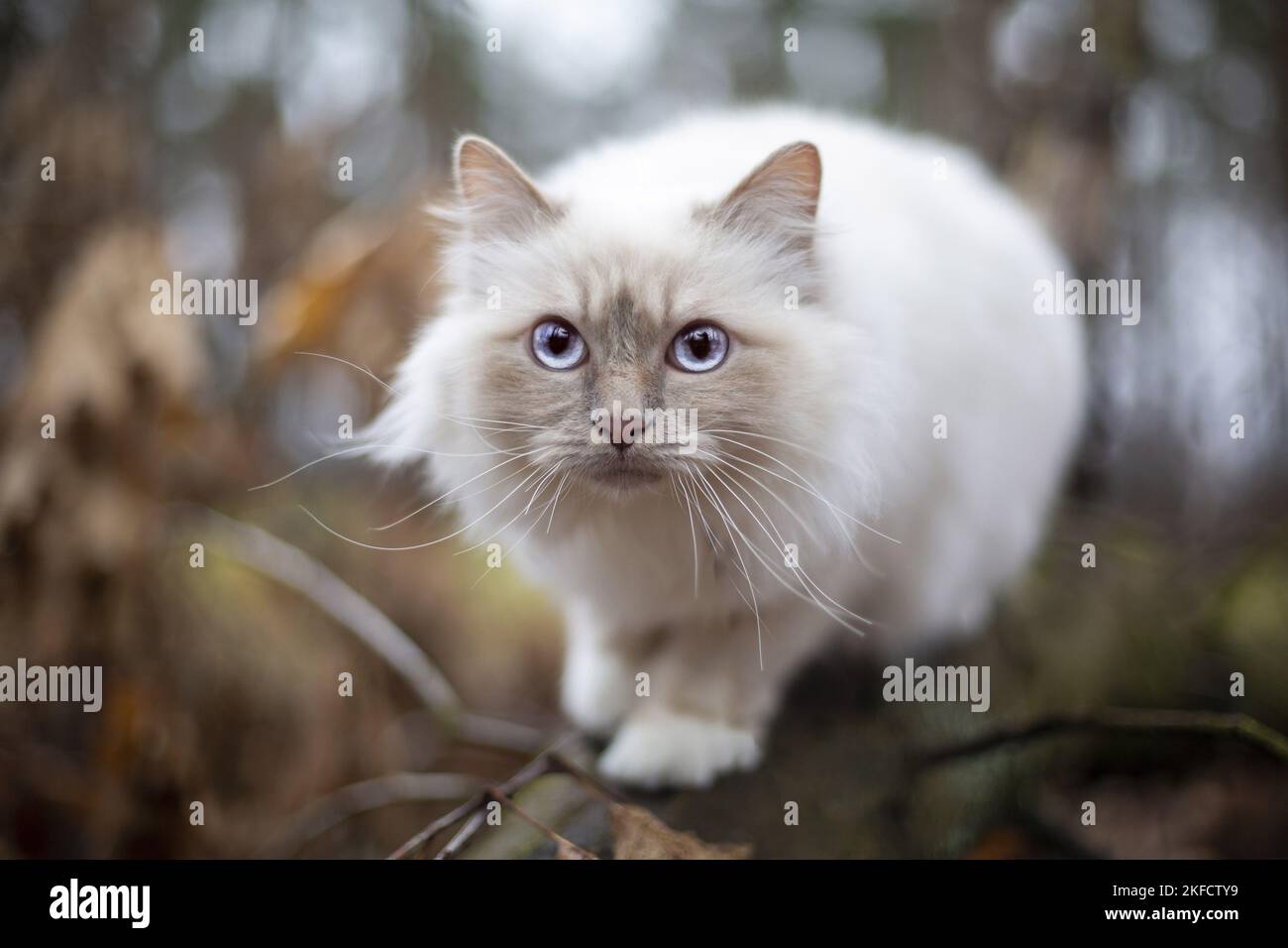Ragdoll cat walks hi-res stock photography and images - Alamy