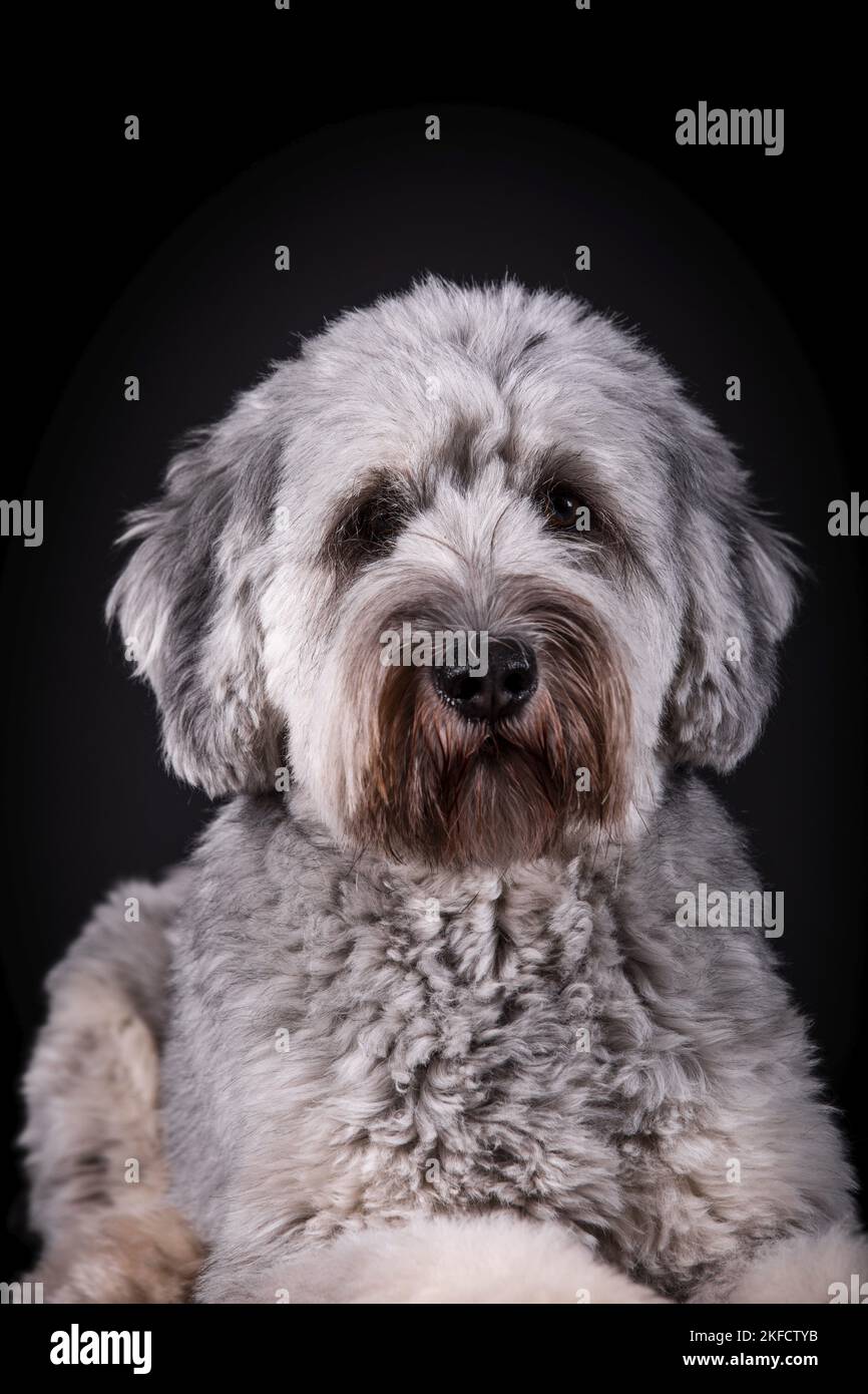 grey Labradoodle in front of black background Stock Photo - Alamy